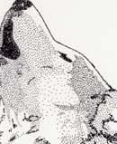 Stippling - Blake Ovard.com